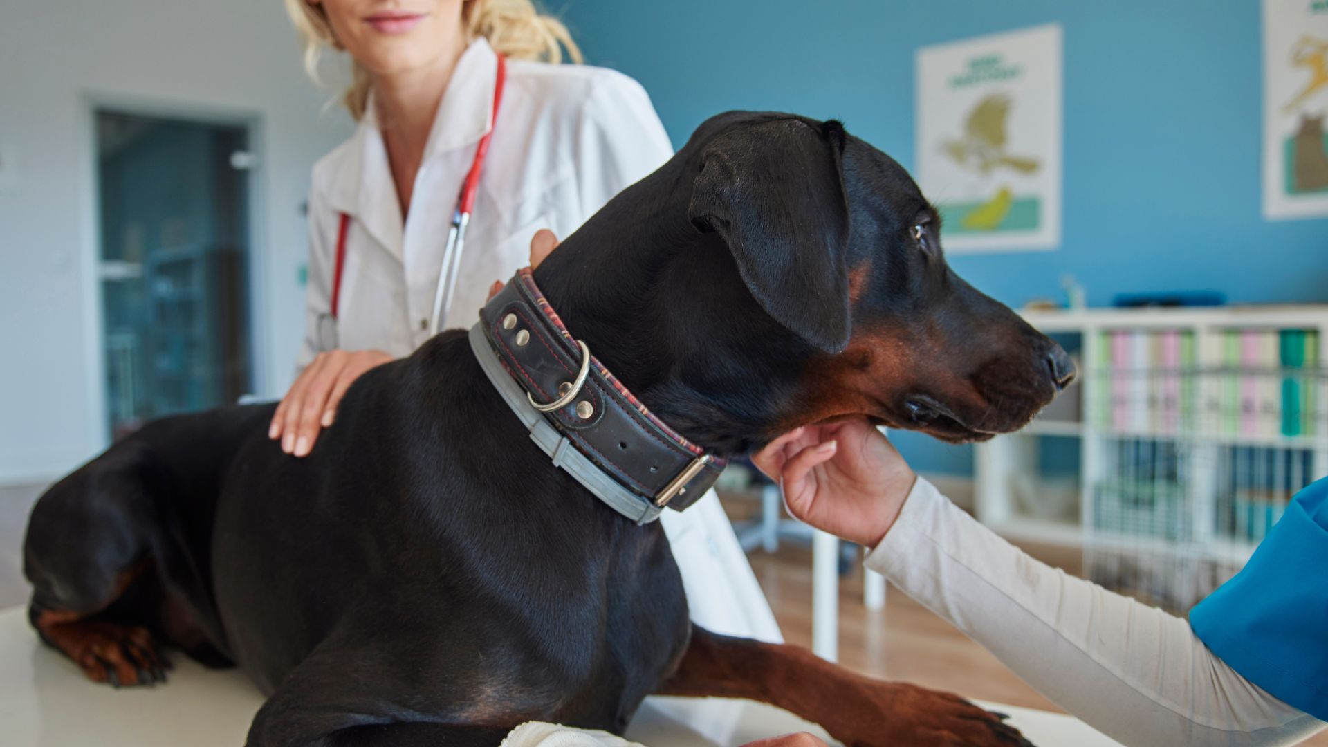 Pet Vaccinations In Las Vegas, NV | South Shores Animal