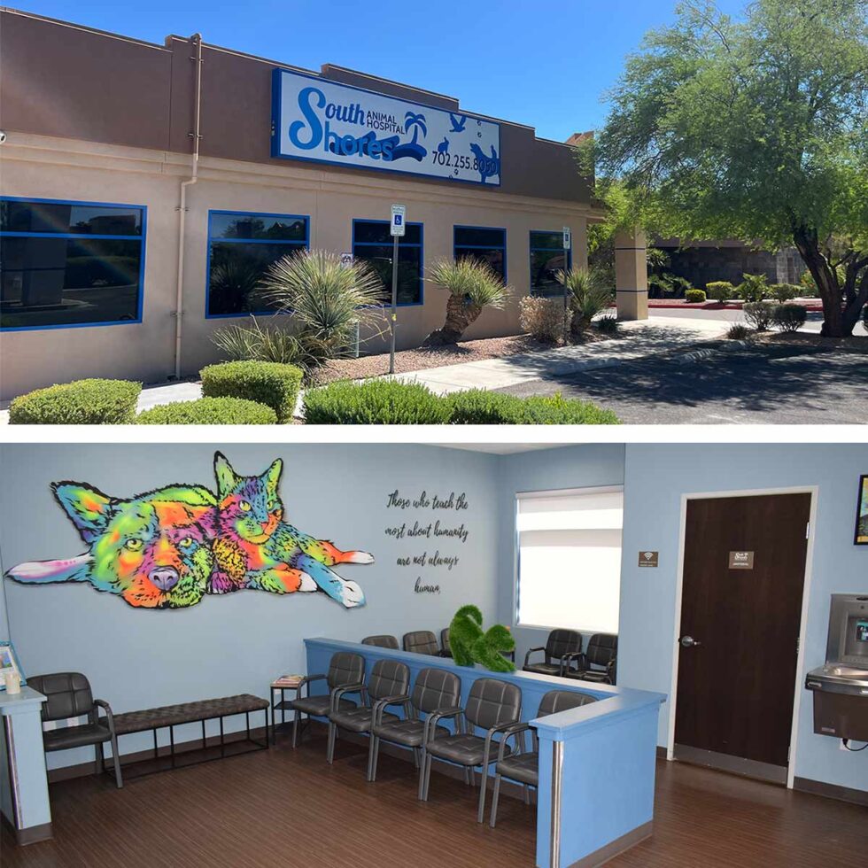 Best Vet Hospital In Las Vegas, NV | South Shores Animal Hospital