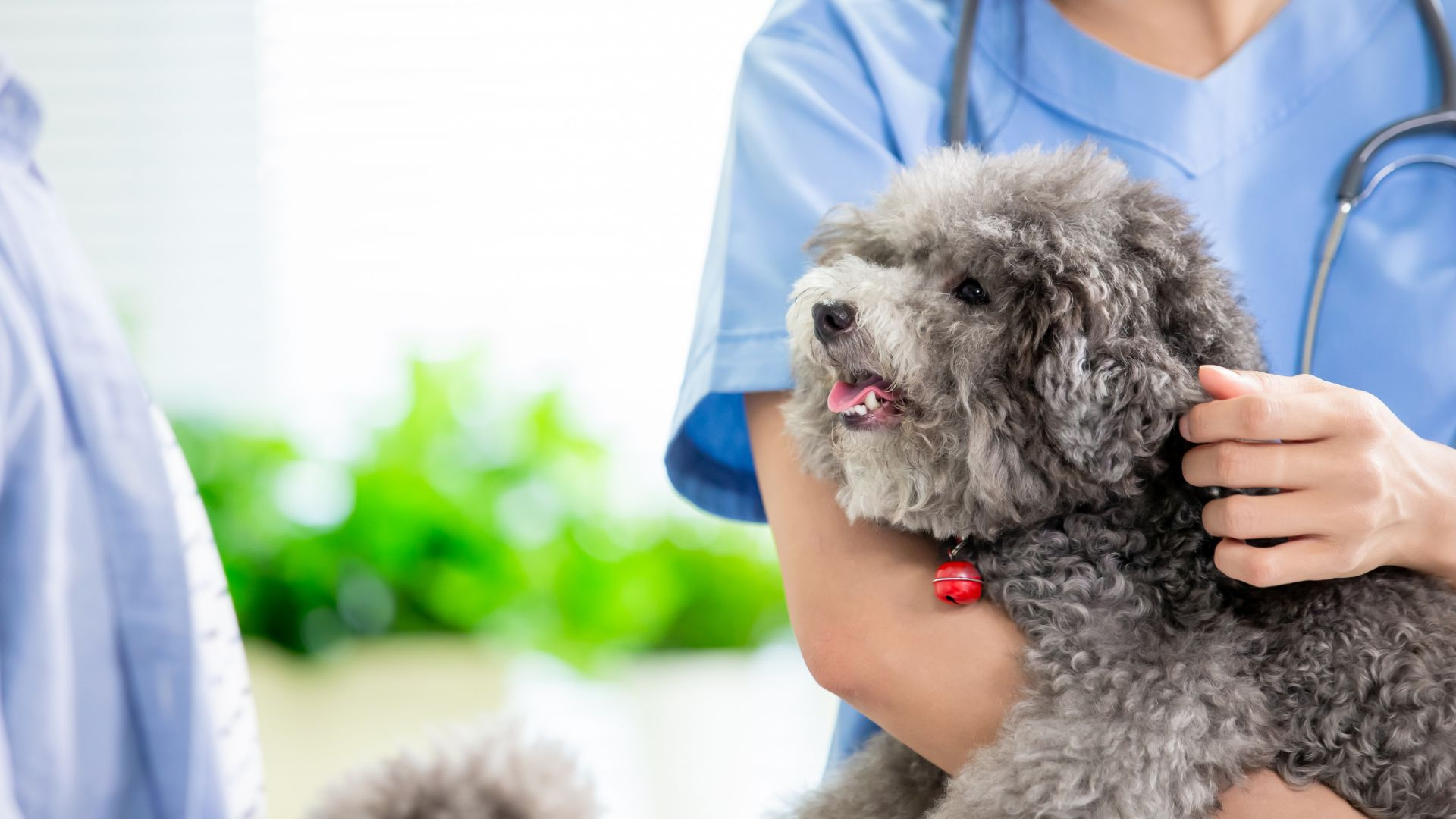Pet Pain Management In Las Vegas, NV | South Shores Animal